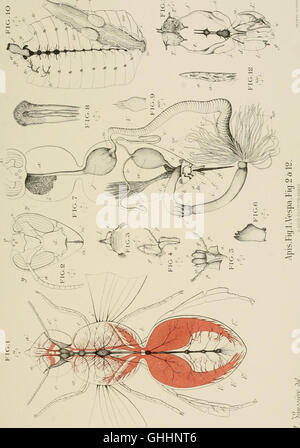 This 1888 atlas provides detailed comparative anatomy of invertebrates ...