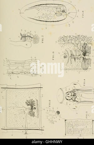 This 1888 atlas provides a detailed comparative anatomy of ...