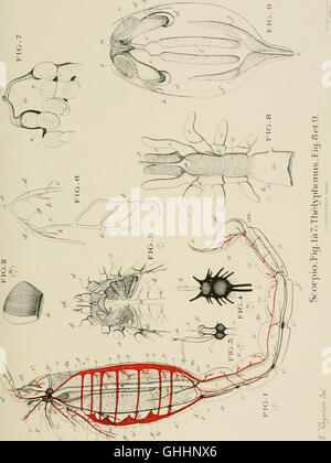 This 1888 atlas provides a comparative anatomical study of ...