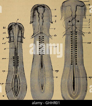 This 1896 work explores the evolution of humans, focusing on key ...