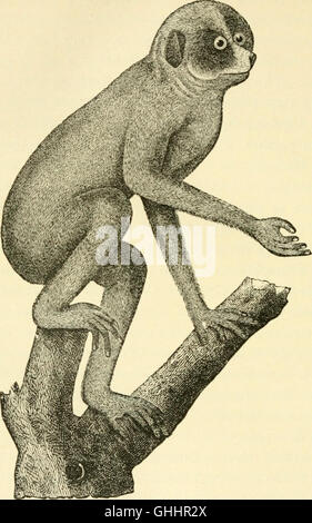 This 1897 work by Ernst Haeckel explores human evolution, covering ...