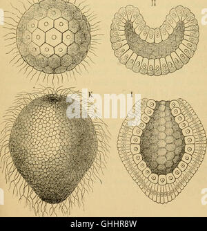 The Evolution of Man, 1879. A popular exposition of the principal ...
