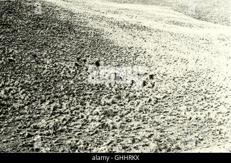 This 1993 work explores the biology of the Heteromyidae family ...