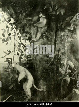 'The Brain from Ape to Man' (1928) explores the evolutionary ...