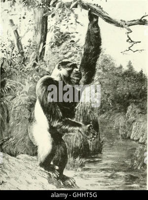 This 1928 work examines the evolution of the human brain, comparing the ...