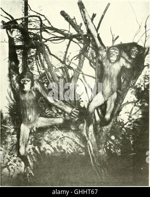'The Brain from Ape to Man' (1928) explores the evolutionary ...