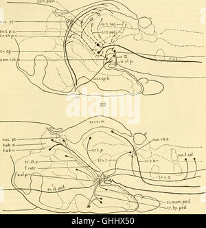 *The Brain of the Tiger Salamander, Ambystoma tigrinum* (1948) studies ...