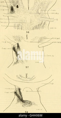'The Brain of the Tiger Salamander, Ambystoma Tigrinum' (1948) is a ...