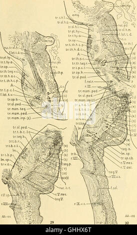 'The Brain of the Tiger Salamander, Ambystoma Tigrinum' (1948) is a ...