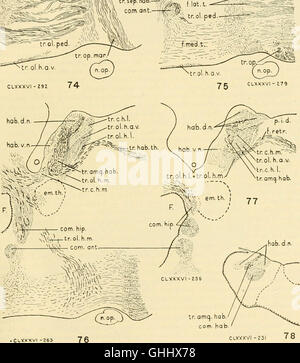 'The Brain of the Tiger Salamander, Ambystoma Tigrinum' (1948) is a ...