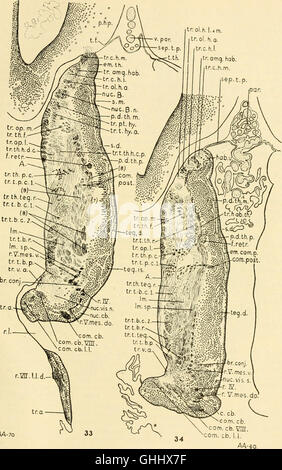 *The Brain of the Tiger Salamander, Ambystoma tigrinum* (1948) studies ...
