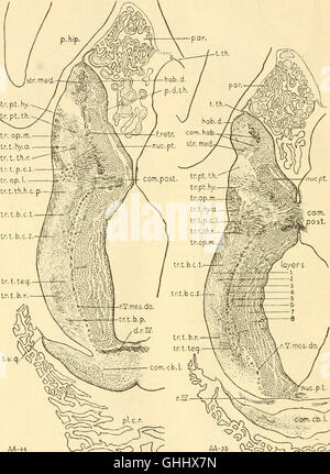 *The Brain of the Tiger Salamander, Ambystoma tigrinum* (1948 ...