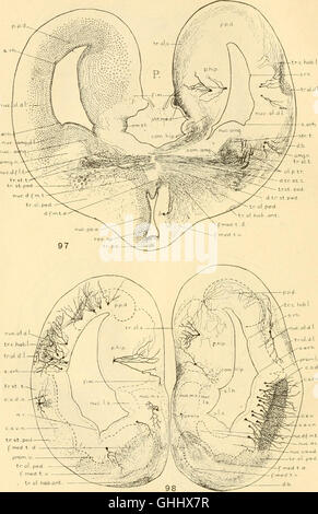 *The Brain of the Tiger Salamander, Ambystoma tigrinum* (1948 ...