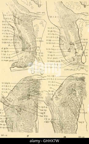 *The Brain of the Tiger Salamander, Ambystoma tigrinum* (1948 ...