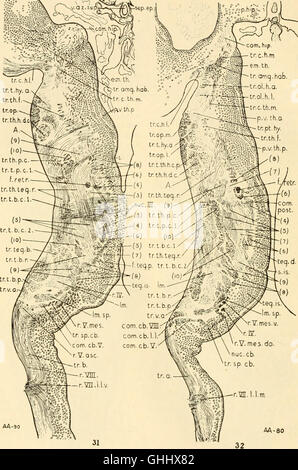 'The Brain of the Tiger Salamander, Ambystoma Tigrinum' (1948) is a ...