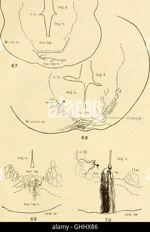 This 1948 study focuses on the brain structure of the tiger salamander ...