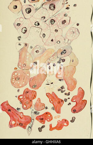 The practice of obstetrics, designed for the use of students and ...