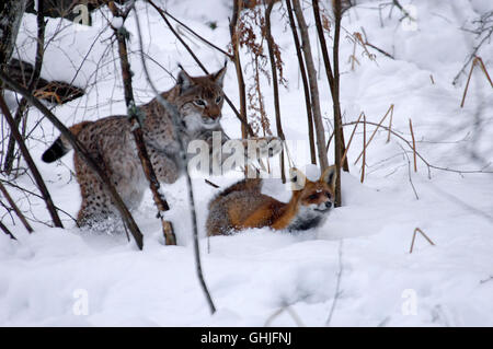 Der Luchs,The Lynx Stock Photo - Alamy