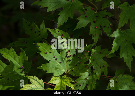 Maple Bladder Gall on Silver Maple - Acer saccharinum. Caused by ...