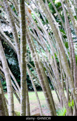 Cluster of Thin Palm Tree Trunks Stock Photo - Alamy