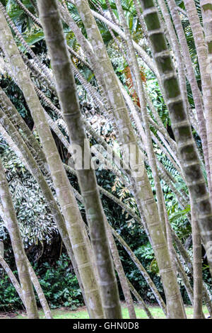 Cluster of Thin Palm Tree Trunks Stock Photo - Alamy