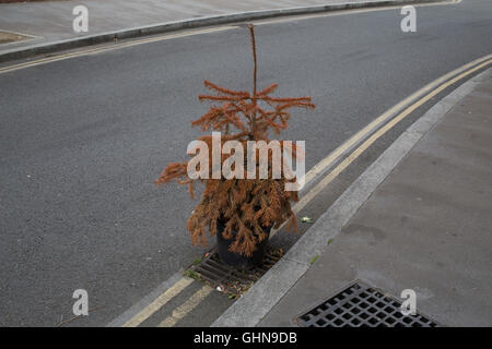 Dead Christmas tree Stock Photo - Alamy