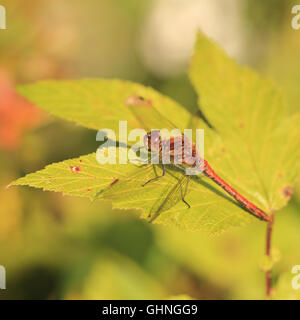 Dragonfly on green leaf Stock Photo - Alamy
