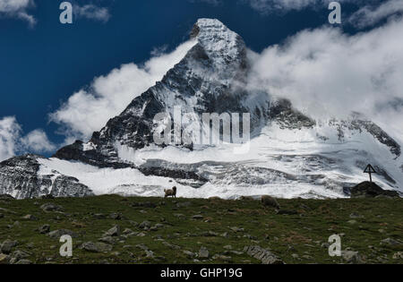 Valais Blacknose sheep fronting the Matterhorn, Zermatt, Switzerland ...