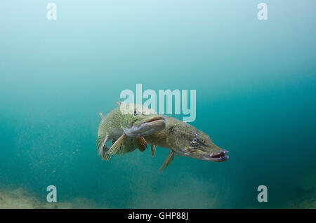 Pair of spawning pike Stock Photo - Alamy