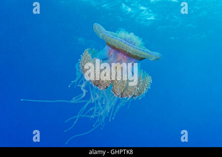 Netrostoma setouchianum, Crown Jellyfish, Little Brother, Brother ...