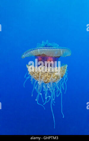Netrostoma setouchianum, Crown Jellyfish, Little Brother, Brother ...