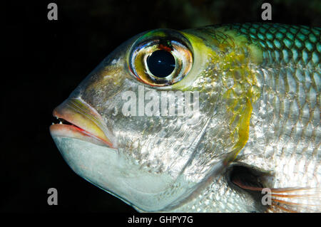 Monotaxis grandoculus, Humpnose big-eye beam, Safaga, Red Sea, Egypt ...