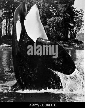 NAMU DER RAUBWAL / Namu the Killer Whale USA 1966 / Laslo Benedek Szene ...
