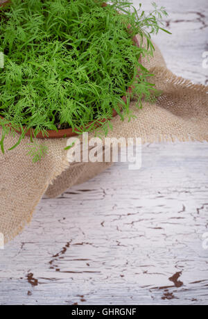 Baby dill sprouts in pot, mini garden at home Stock Photo - Alamy