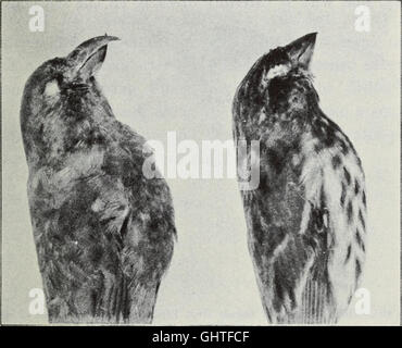 'The Bird: Its Form and Function' (1906) explores the anatomical ...