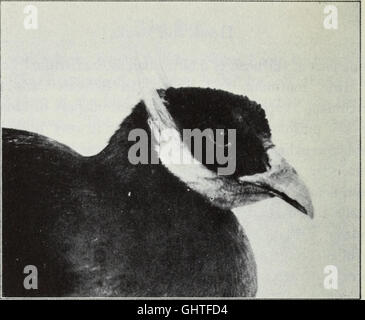 'The Bird, Its Form and Function' (1906) explores the anatomy ...