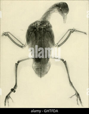 'The Bird; Its Form and Function' (1906) examines avian anatomy and ...