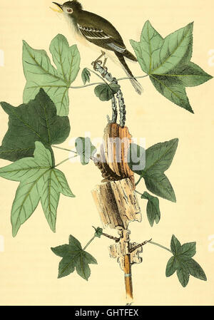 'The Birds of America' (1840) is an iconic work by John James Audubon ...