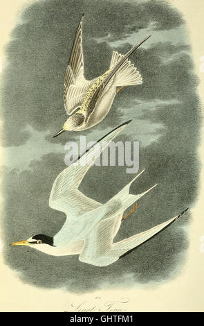 John James Audubon's monumental work, 'The Birds of America,' published ...