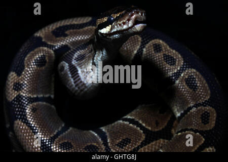 West Jakarta, Indonesia. 09th Aug, 2016. Ball python (Python Regius ...