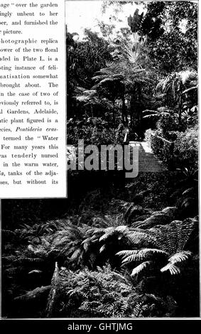 The naturalist in Australia (1897 Stock Photo - Alamy