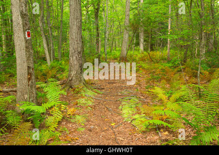 Forest trail, Harry C. Barnes Memorial Nature Center, Bristol ...
