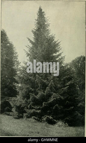 Veitch's Manual of the Coniferae provides a comprehensive overview of ...