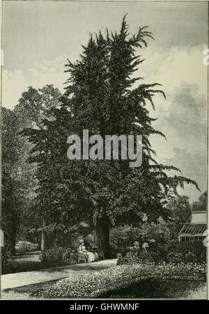 'Veitch's Manual of the Coniferae' provides an in-depth overview of ...
