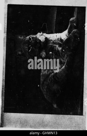 This 1911 work focuses on capturing wild animals through photography ...