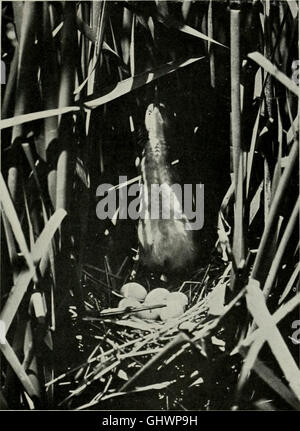 'Bird-Lore' (1915) is a publication dedicated to the study and ...
