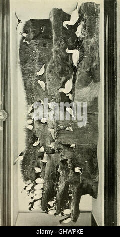 Bird-lore (1901) explores avian species through detailed descriptions ...