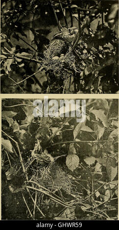 'Bird Lore' (1918) is a publication focusing on bird watching ...