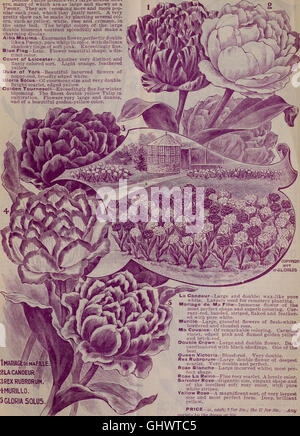 Childs' fall catalogue of bulbs (1898 Stock Photo - Alamy