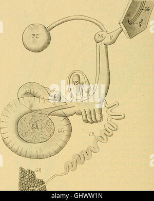 This 1901 study focuses on the study of gastropods, specifically ...
